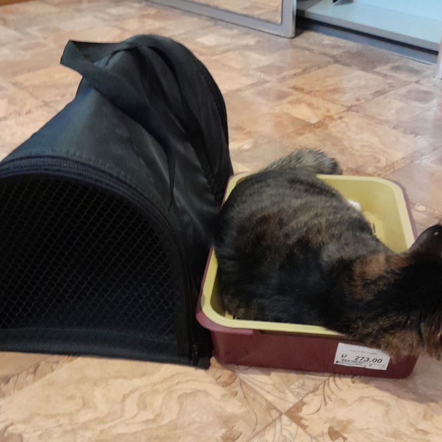 Переноска и лоток новые для кошки