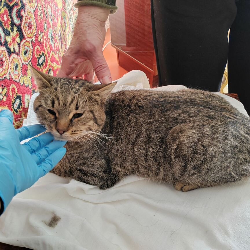 Котик в добрые руки