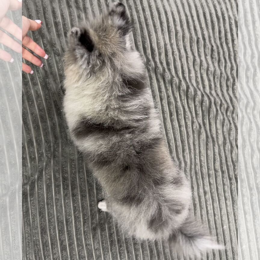 Померанский шпиц, щенок