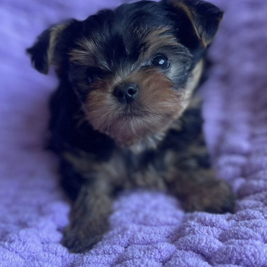 Щенки йорка мини