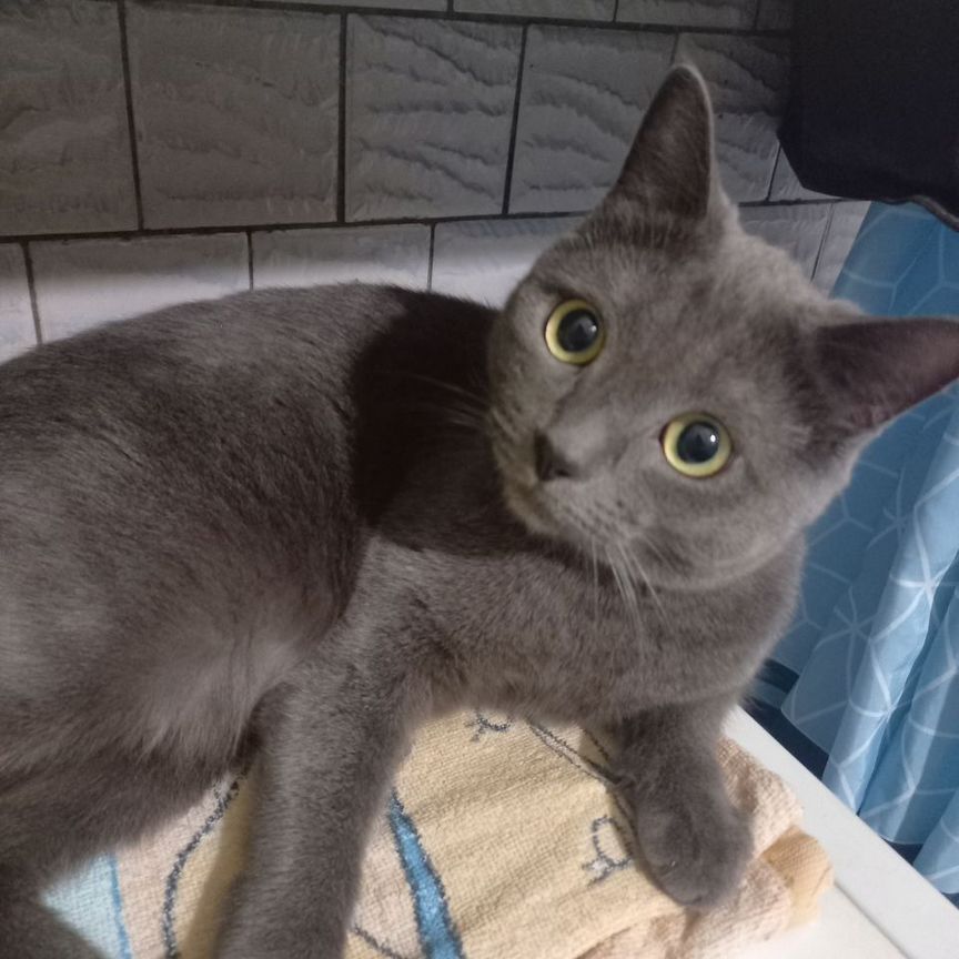 Игривый котик