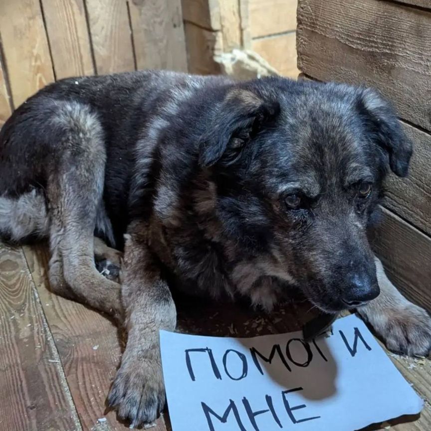 Взрослый пёс в добрые руки