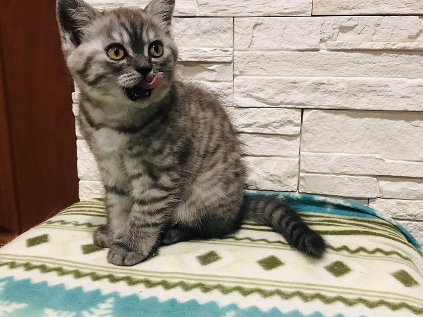 Кошка