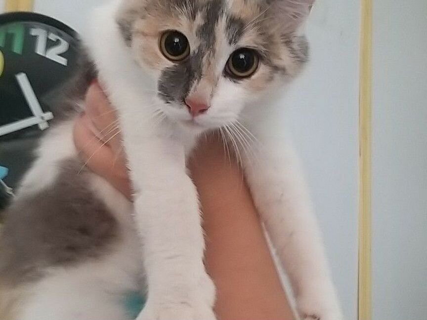 Кошки в добрые руки