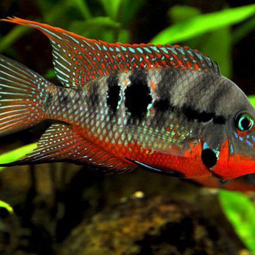 Есть новые рыбки