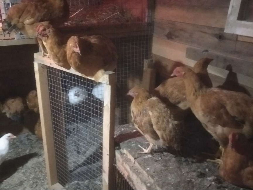 Кучинская юбилейная куры