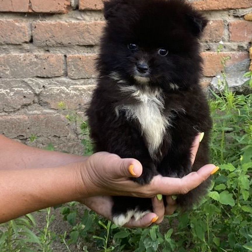 Малыши помы