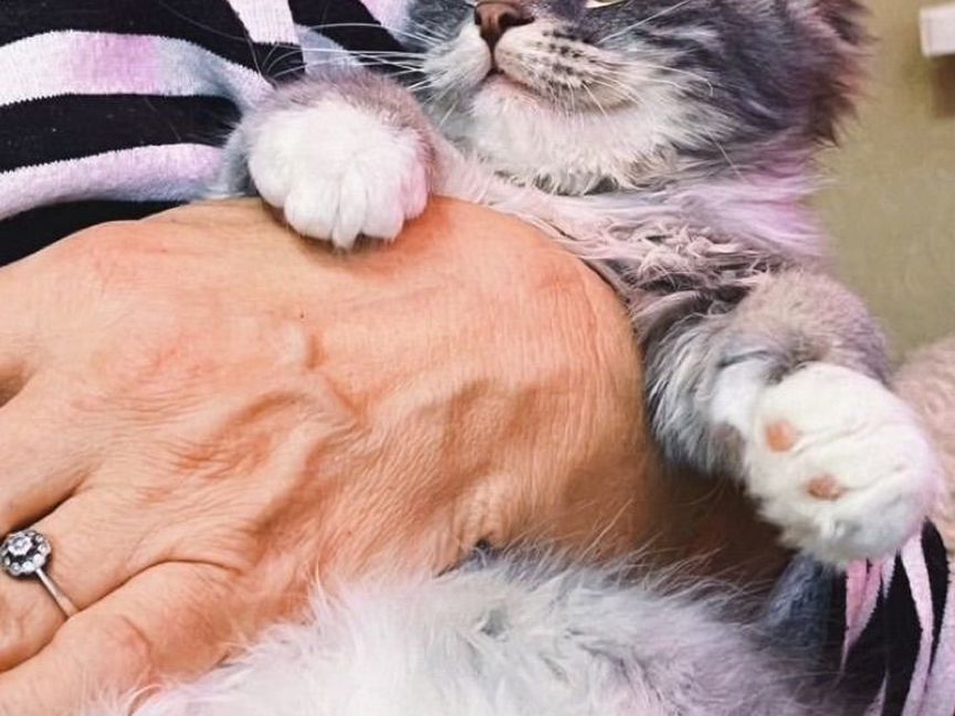 Котенок мейнкун серый мальчик в добрые руке
