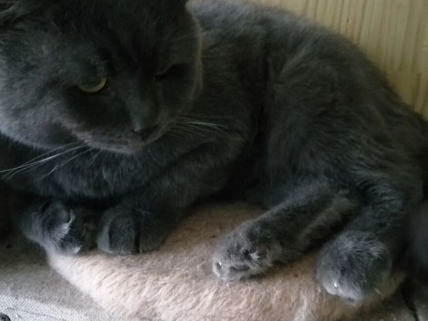 Крупный котик Барсик кастрирован