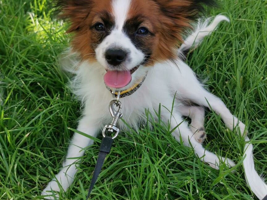 Собака бабочка