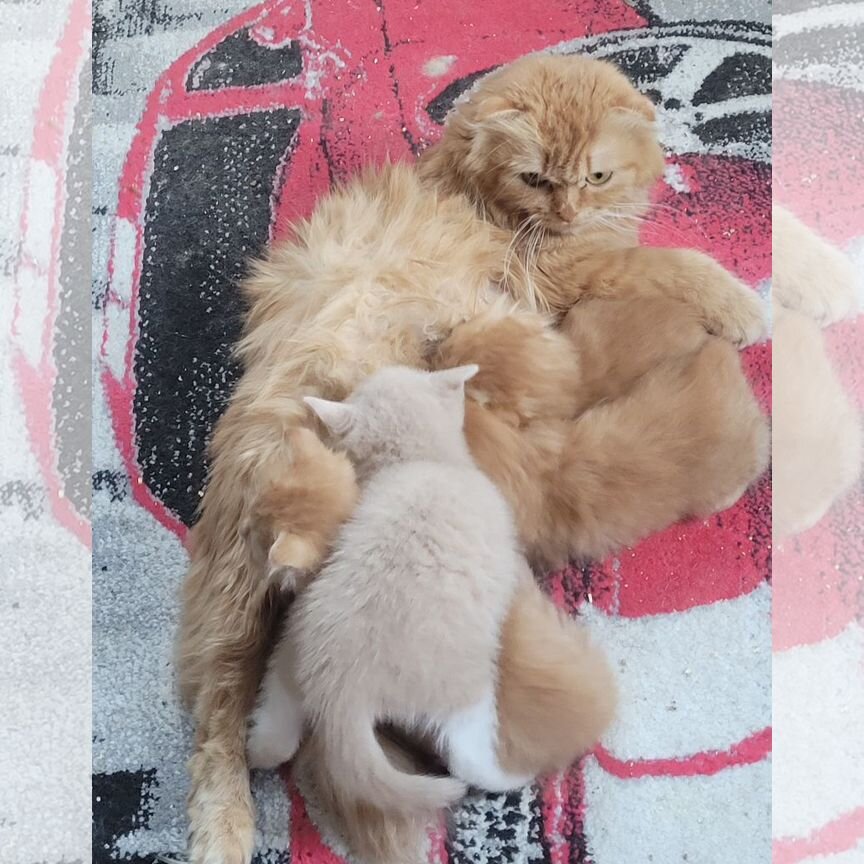 Котята полубританчики