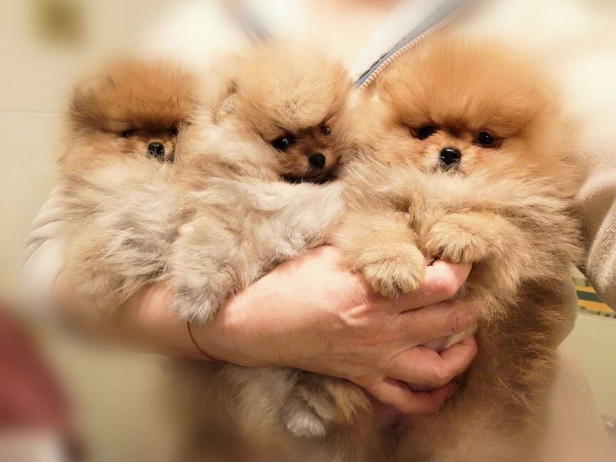 Щенки померанского шпица