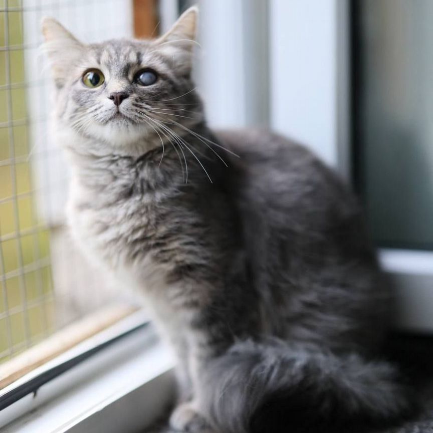 Красивая Кошка