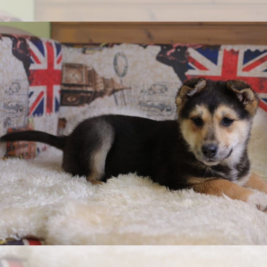 Щенок бесплатно