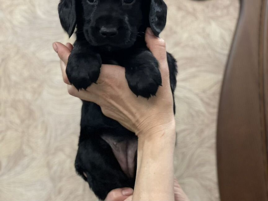 Щенки лабрадора