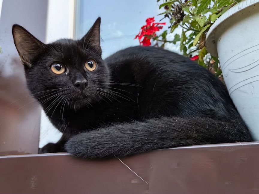 Кошечка-подросток стерилизованная