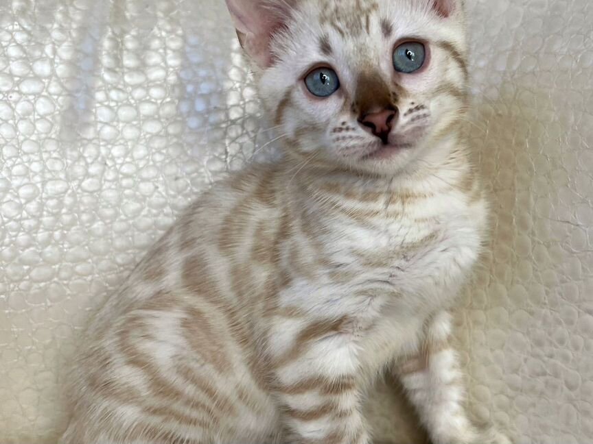 Бенгальские снежные котята Линкс