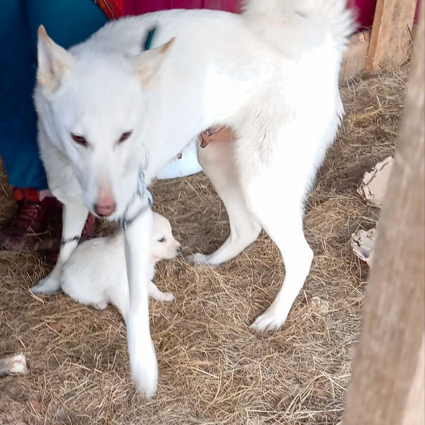 Лайка в добрые руки