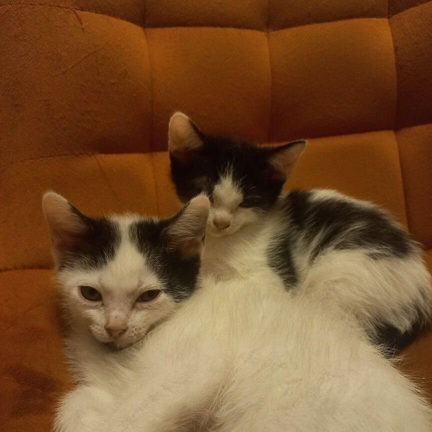 Бесплатно котята сфинкса
