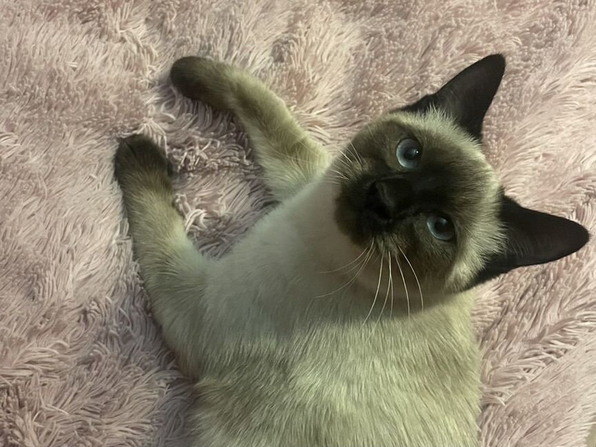 Сиамская кошечка