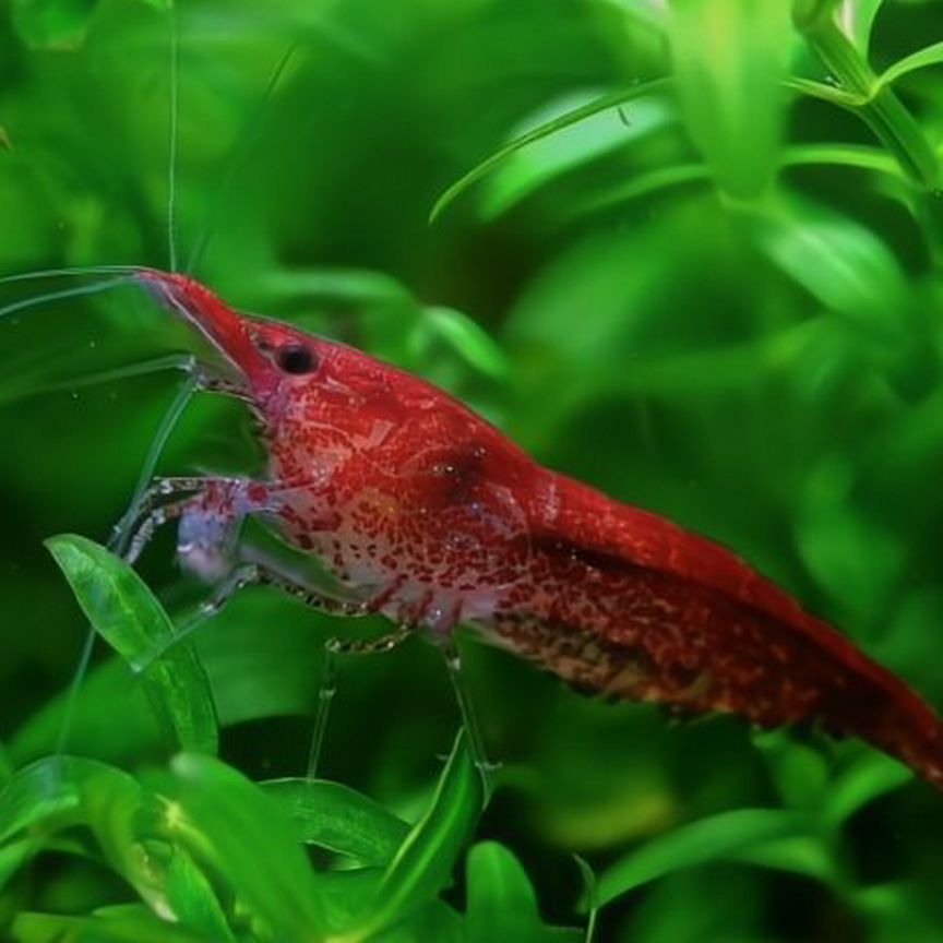 Креветки, анциструс сомы, мох фонтиналис, лампа