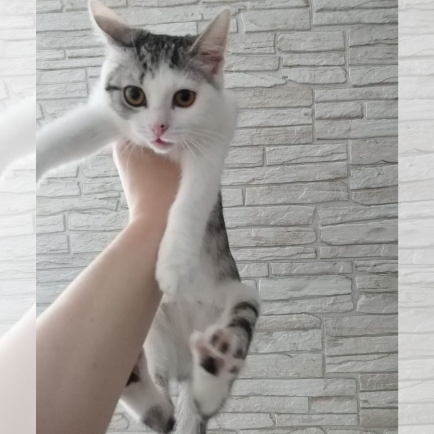 Котята в добрые руки приучены к лотку