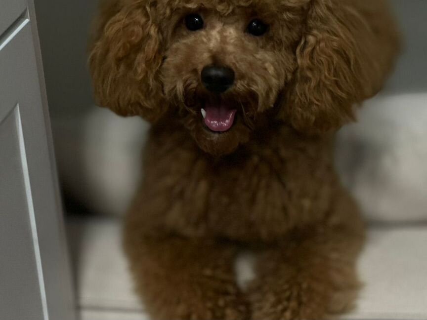 Той-пудель вязка