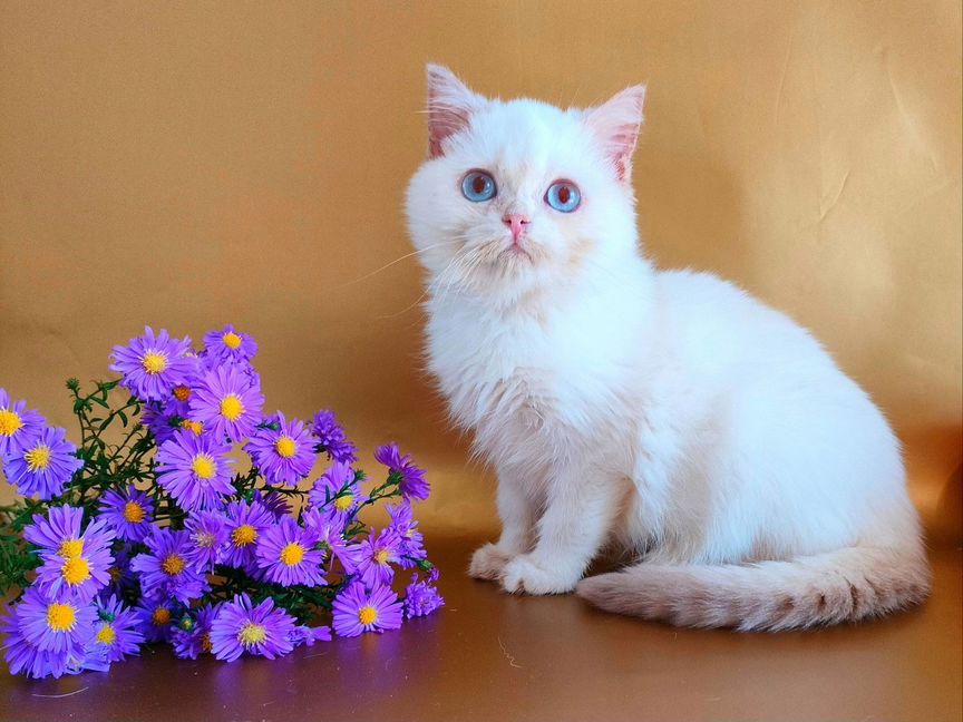Шиншилла поинт мальчик