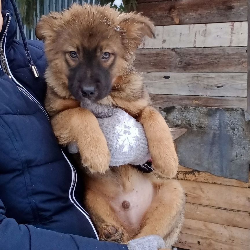 Щенок в добрые руки