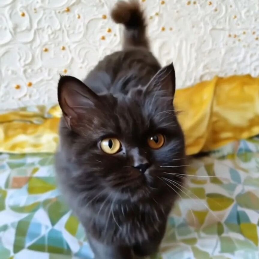 Взрослая, кошка в добрые руки