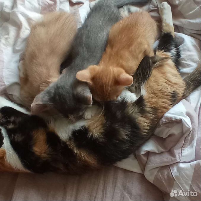 Отдаю 4 котят Каждому по 2 месяца (28 апреля)