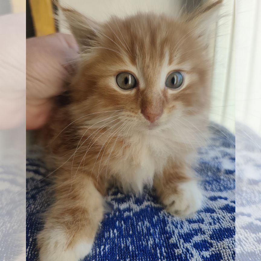 Сибирский котёнок