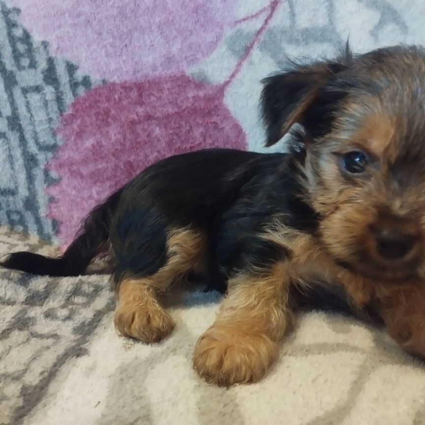 Йоркширский терьер