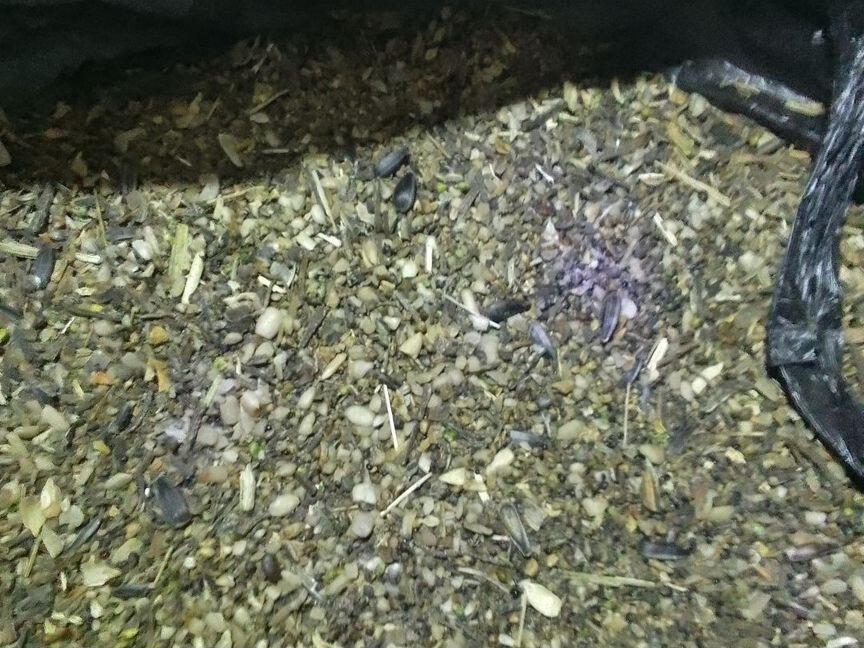 Отходы семечек