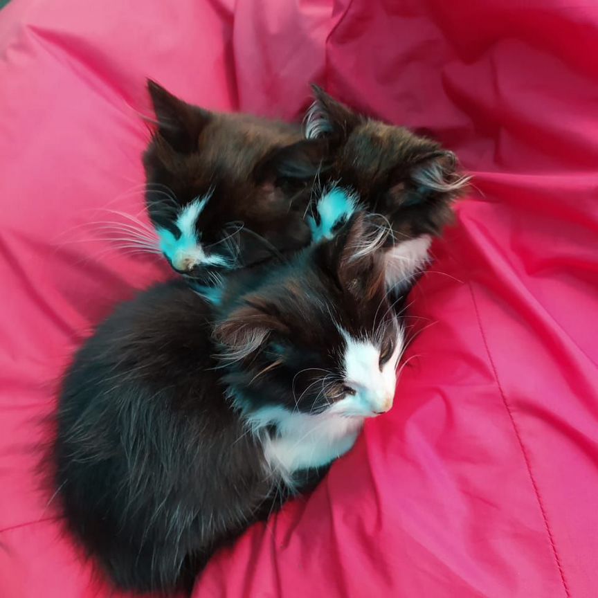 Котёнок бесплатно
