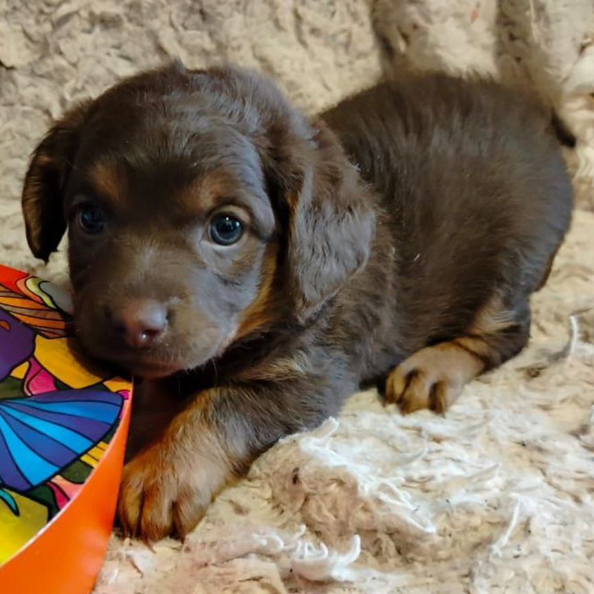 Комнатная собачка