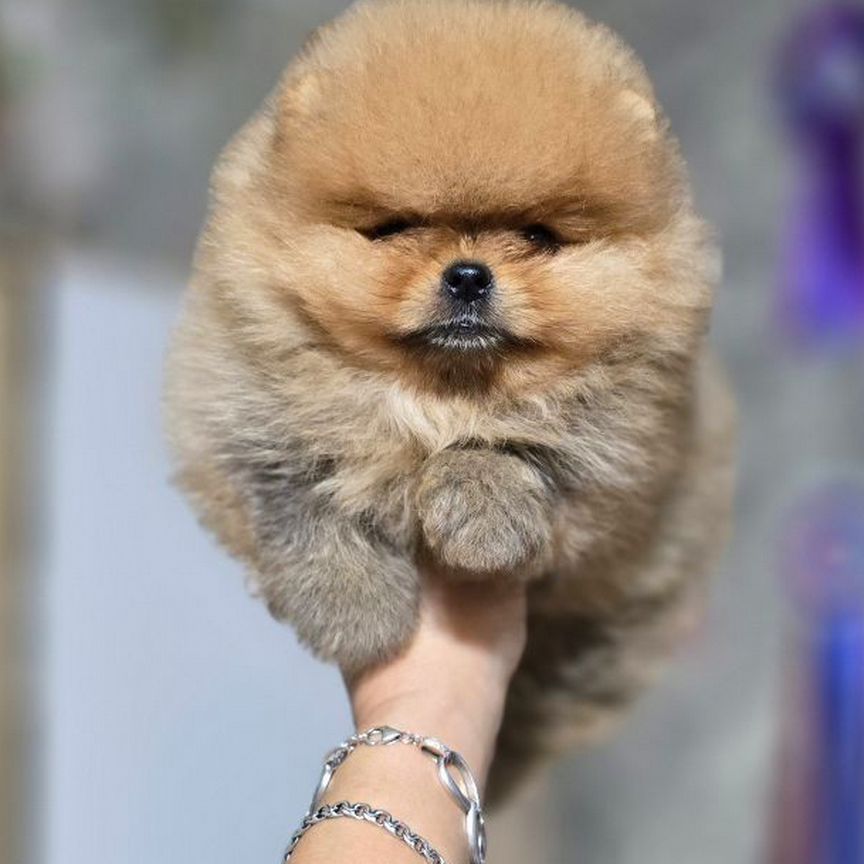 Померанский шпиц, щенок