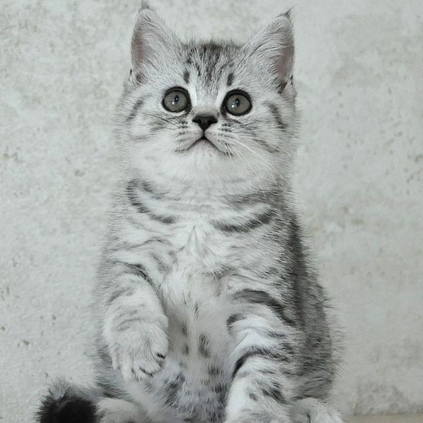 Шотландский котенок