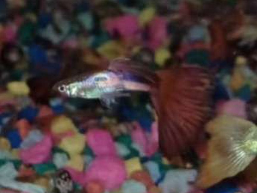 Аквариумные рыбки гуппи