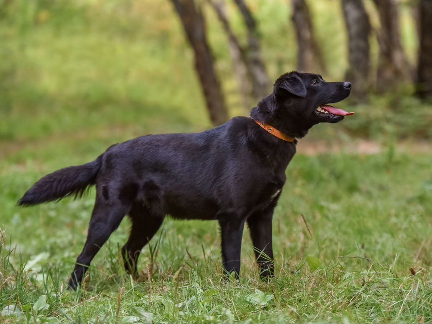 Хулиганка Омега ищет дом