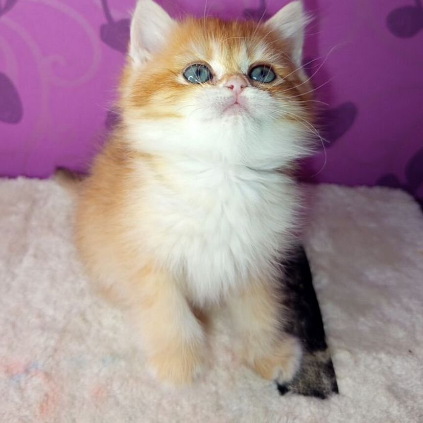 Британский короткошёрстный котёнок