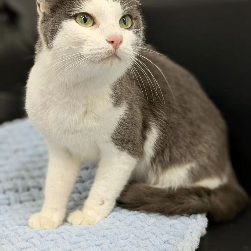 Кошечка в добрые руки