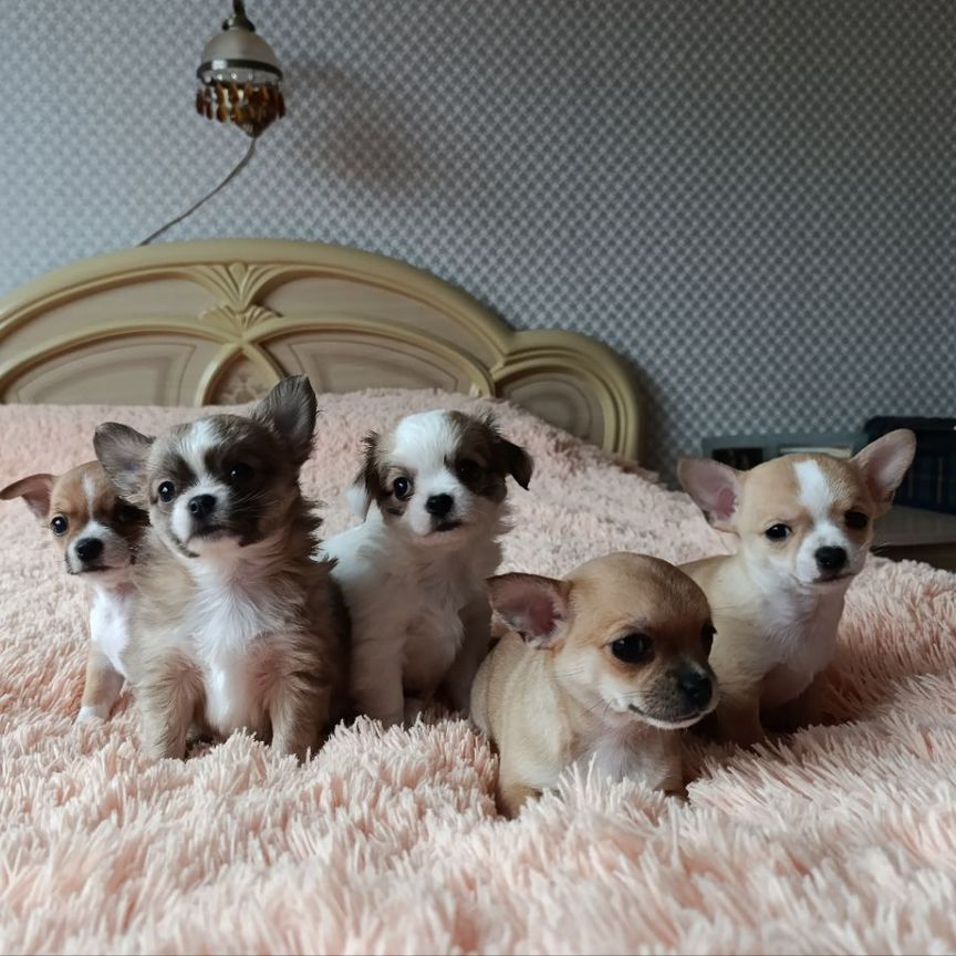 Чихуахуа, щенок