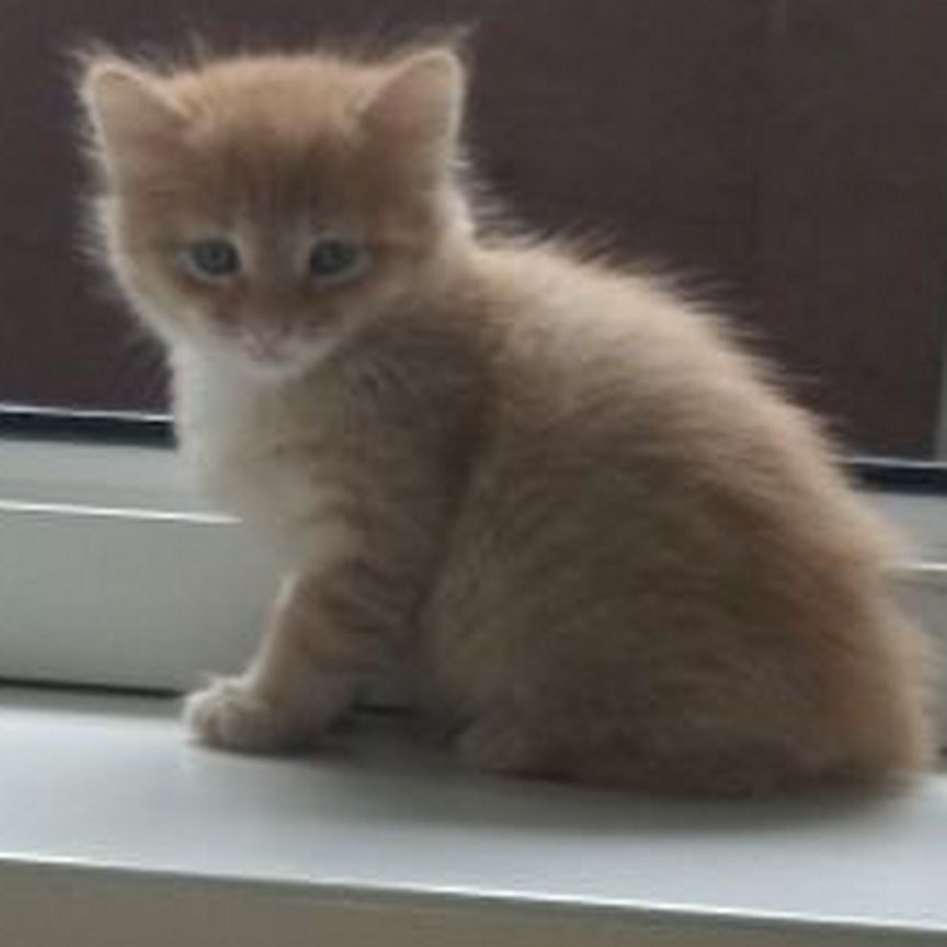 Шотландский прямоухий длинношёрстный котёнок