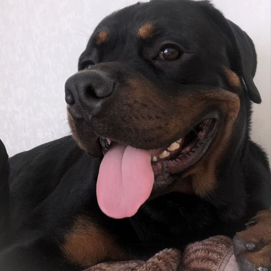 Ротвейлер в добрые руки