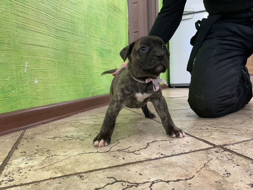 Щенки канарский дог