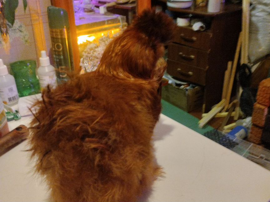 Китайские шелковые куры