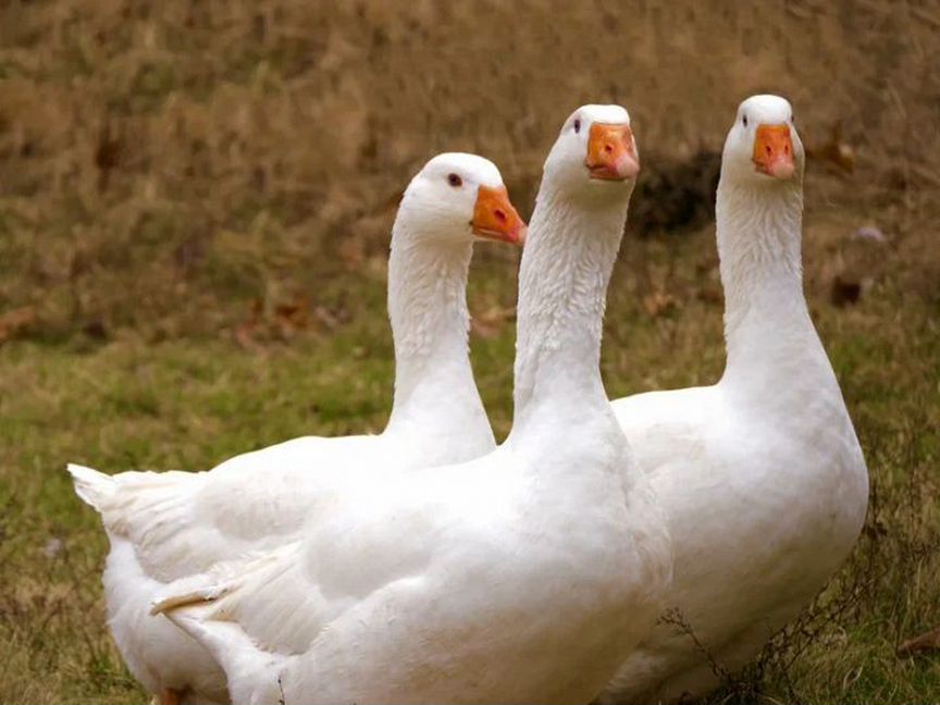Гусиная семья, гусак, гусыни, гуси, гусь