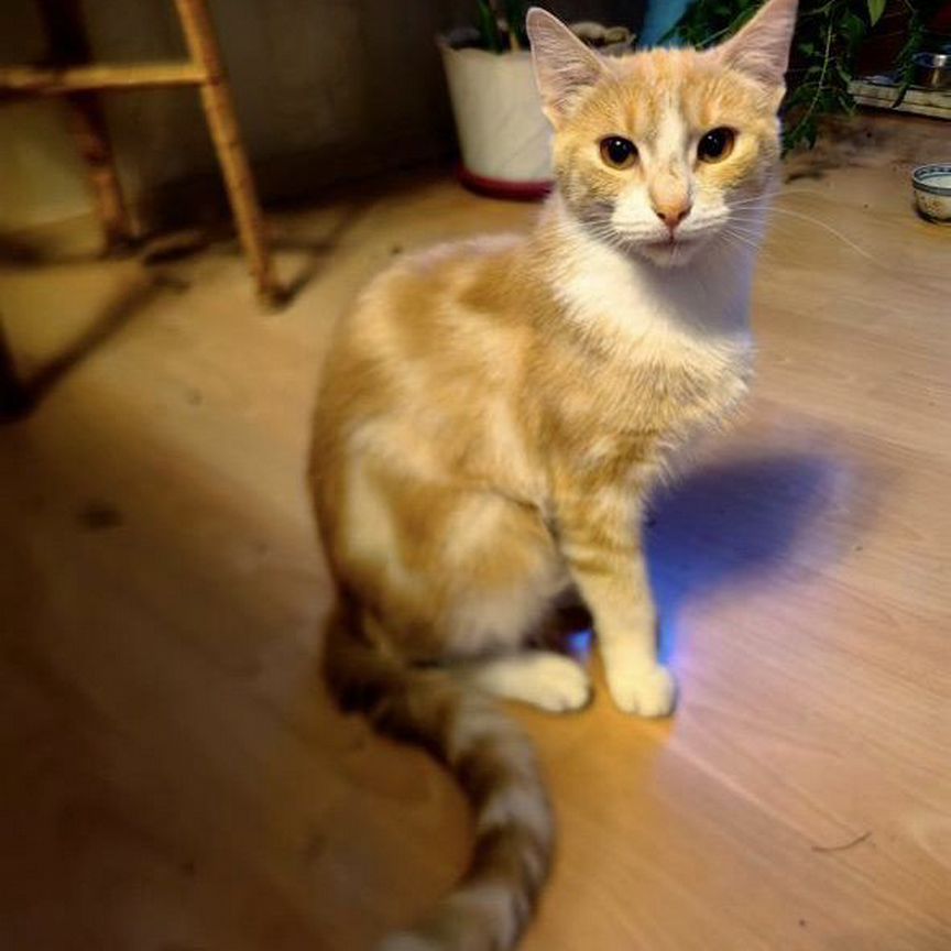 Кошечка в добрые руки