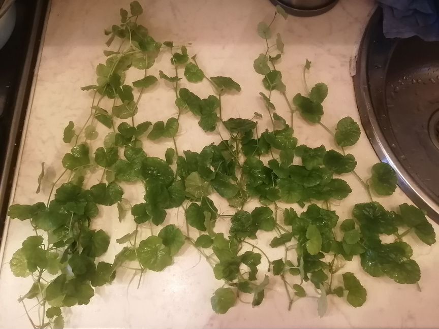 Аквариумные растения